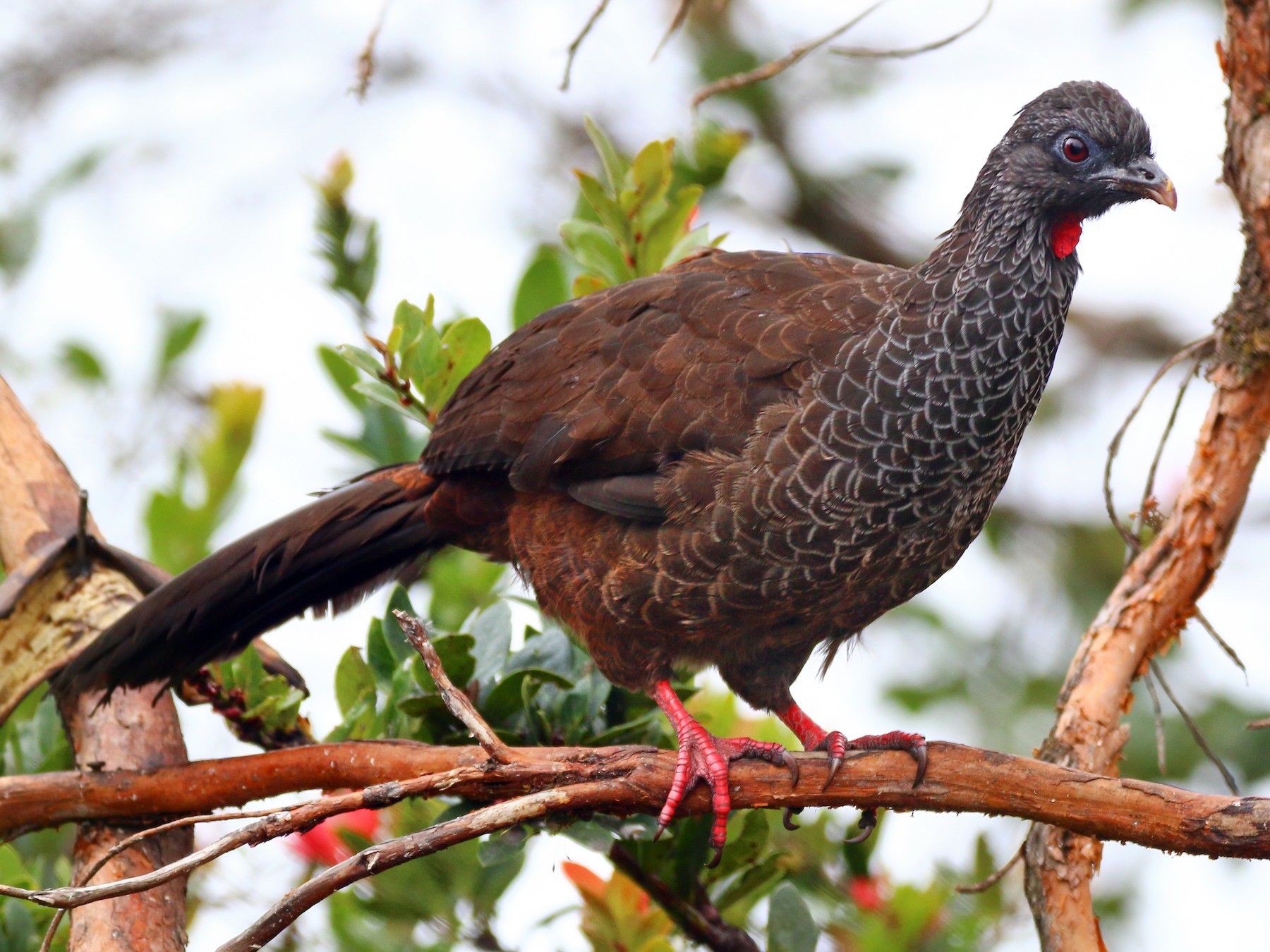 Birds on the Inca Trail - 2 Day Inca Trail To Machu Picchu Information ...