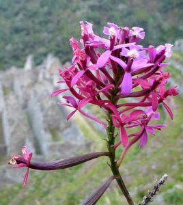 What to see on the short Inca Trail to Machu Picchu, Km 104